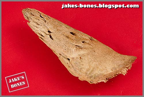 Strange bones #10 - what is this ? : Jake's Bones