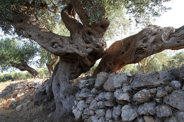 Antiguos OLIVOS del Mediterráneo : GREECE. ELLADA. MESSINIA. METHONI ...