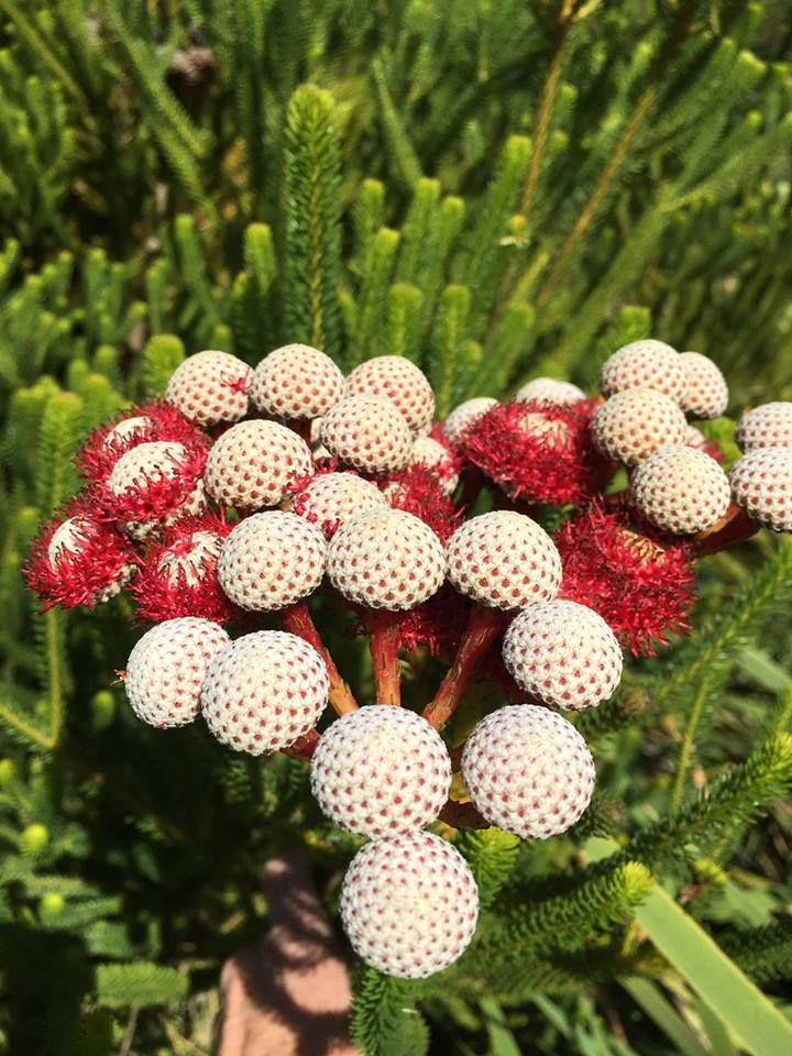 Brunia Flower Best Images Photography - Gardening