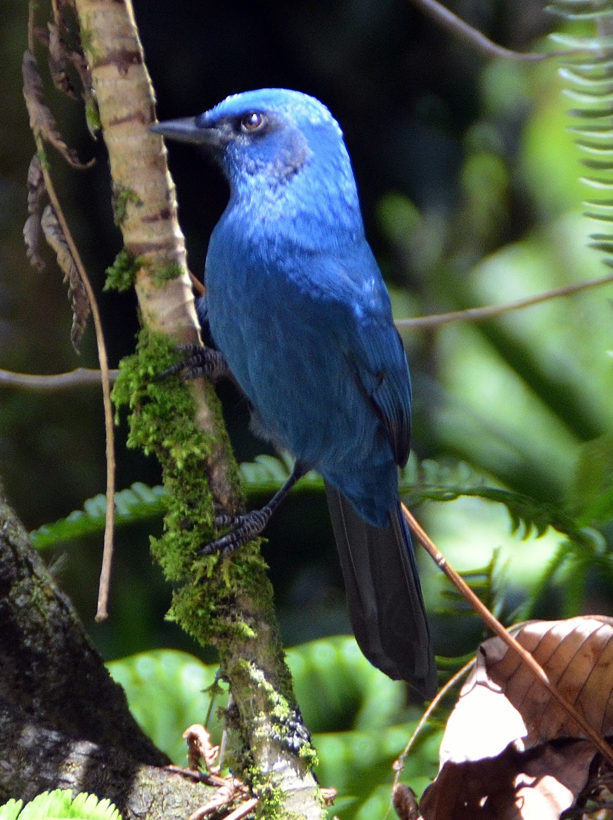 Taxonomía Chordata: Clase Aves Orden Passeriformes