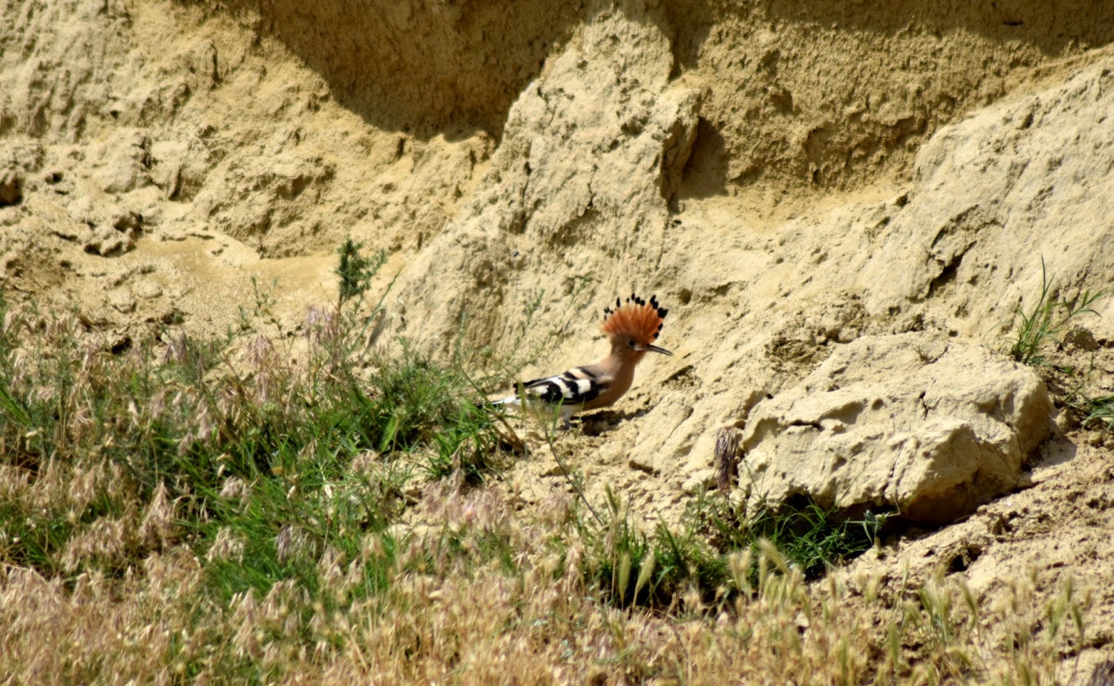 Frumusetile naturii: Pupaza (Upupa epops)