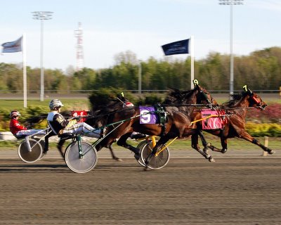 The Aspiring Equestrian: The Standardbred