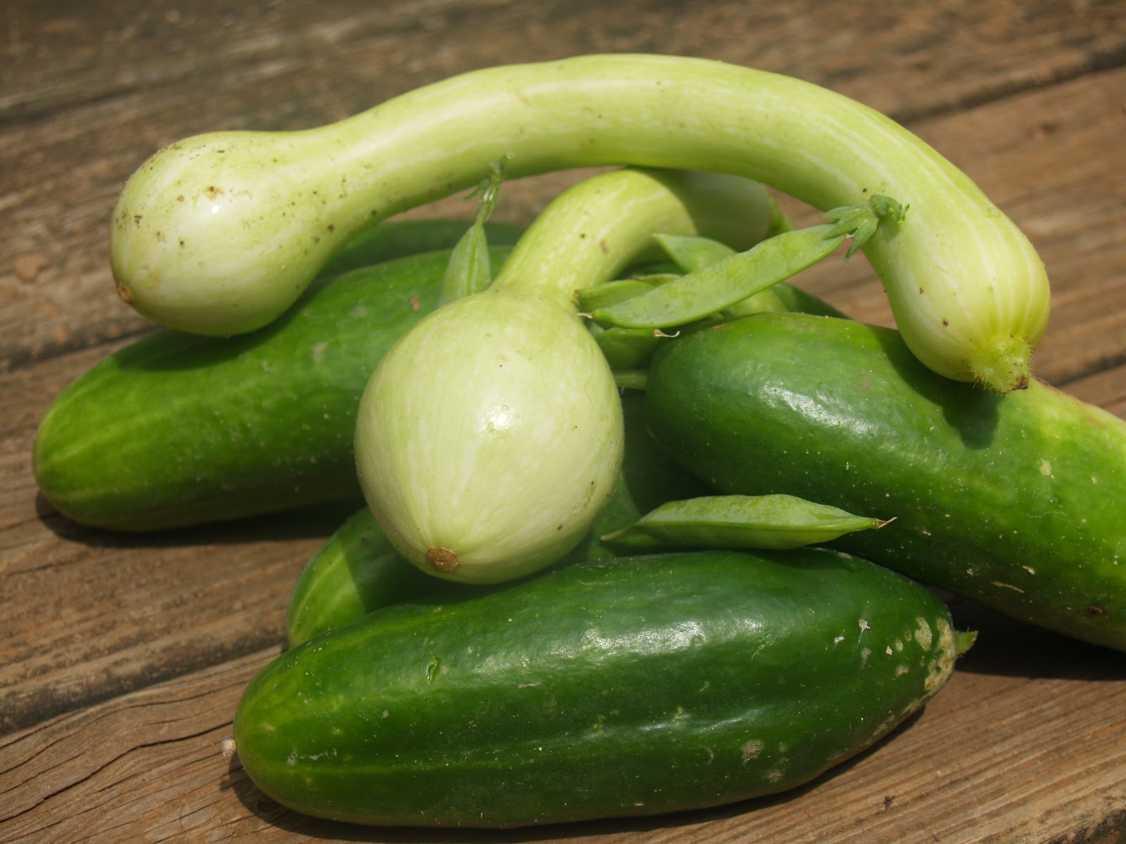Budding and Blooming: Thursday Kitchen Cupboard... Tromboncino Squash