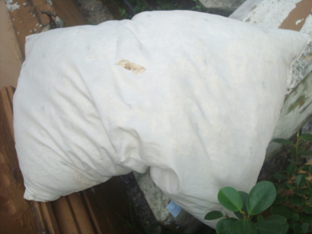 KETUMPIT: Tilam /bantal /guling kapuk