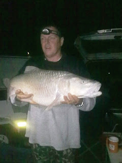 Gauteng Noord Hengel: GROOTBEK : GEELVIS