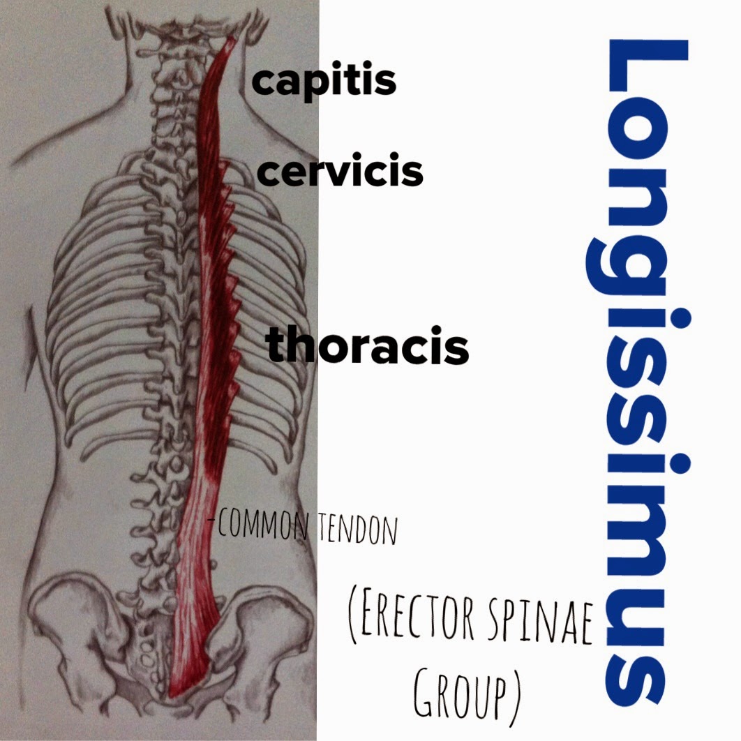 The Hip Joint: Erector Spinae Group