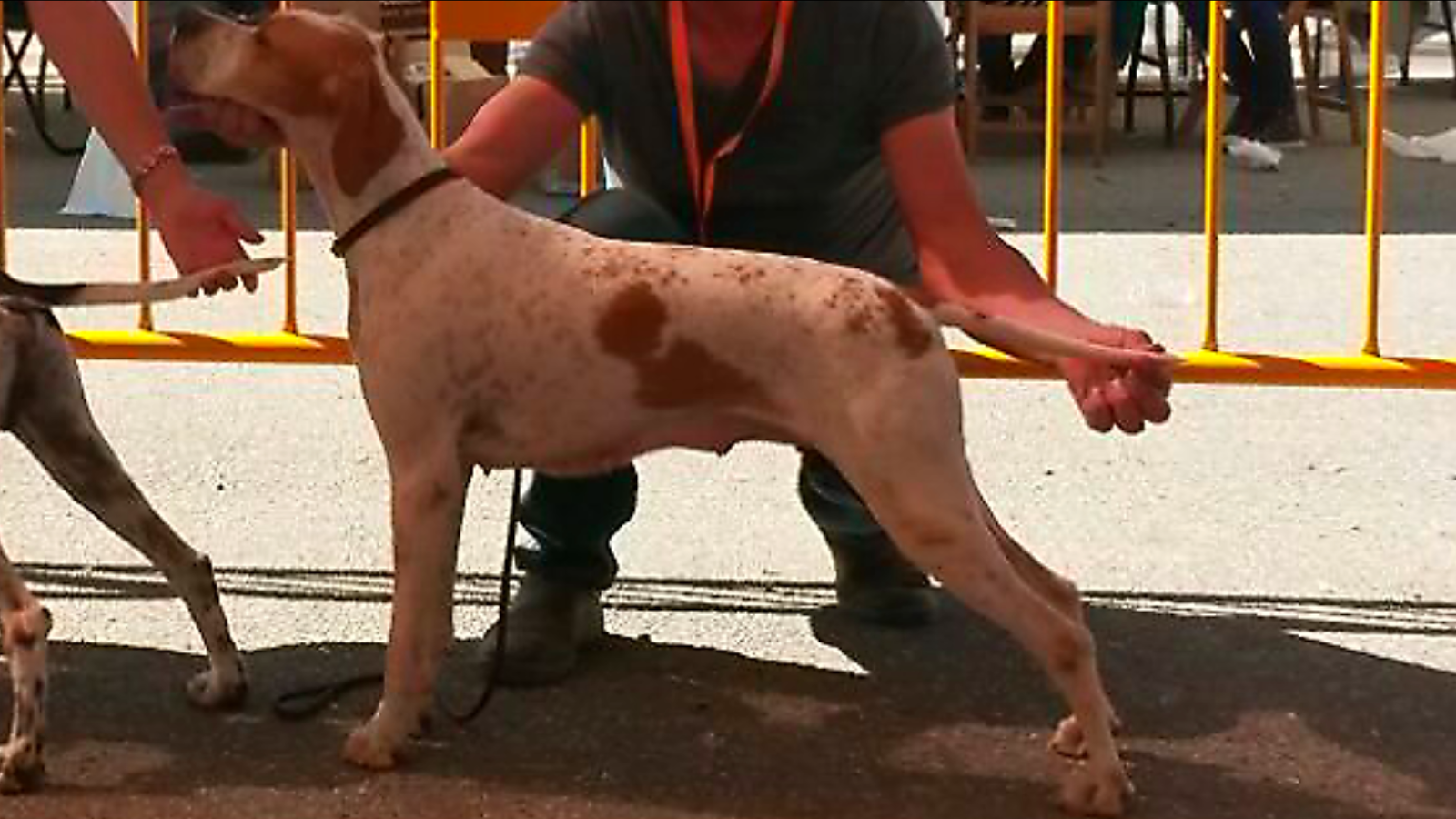 POINTER D'ALBENSE: HEMBRAS