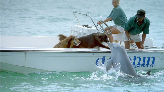 White Wolf : Dolphin Kisses Dog, Jumps For Joy (Video)