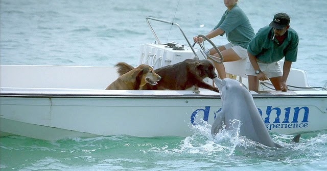 White Wolf : Dolphin Kisses Dog, Jumps For Joy (Video)