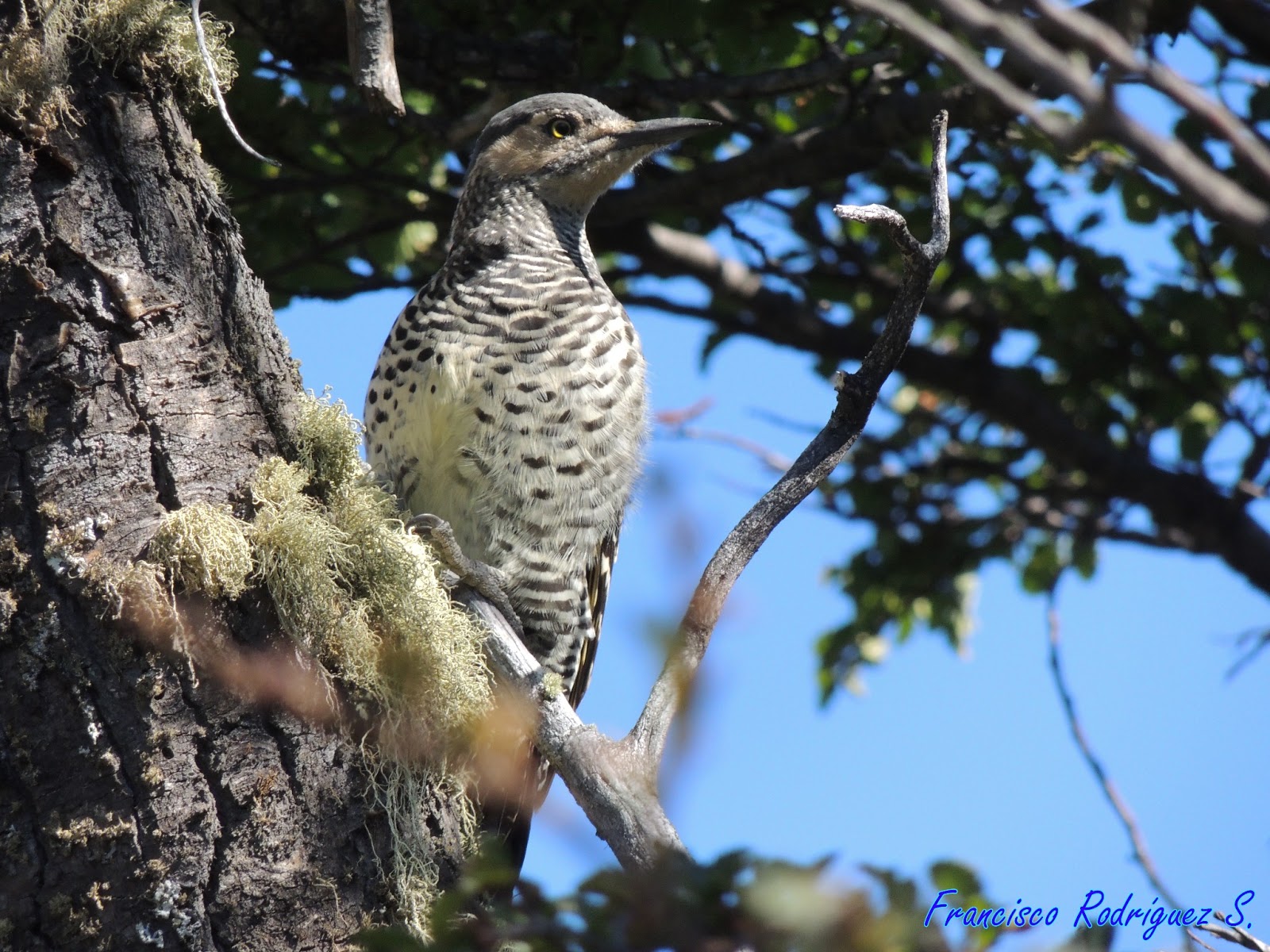 Planeta Silvestre: Colaptes pitius (Pitio común)