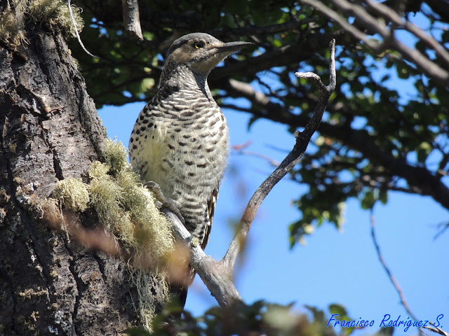 Planeta Silvestre: Colaptes pitius (Pitio común)