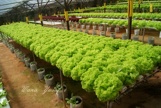 My Beautiful Life....: Taman Bunga Dan Kebun Sayur Cameron Highland...