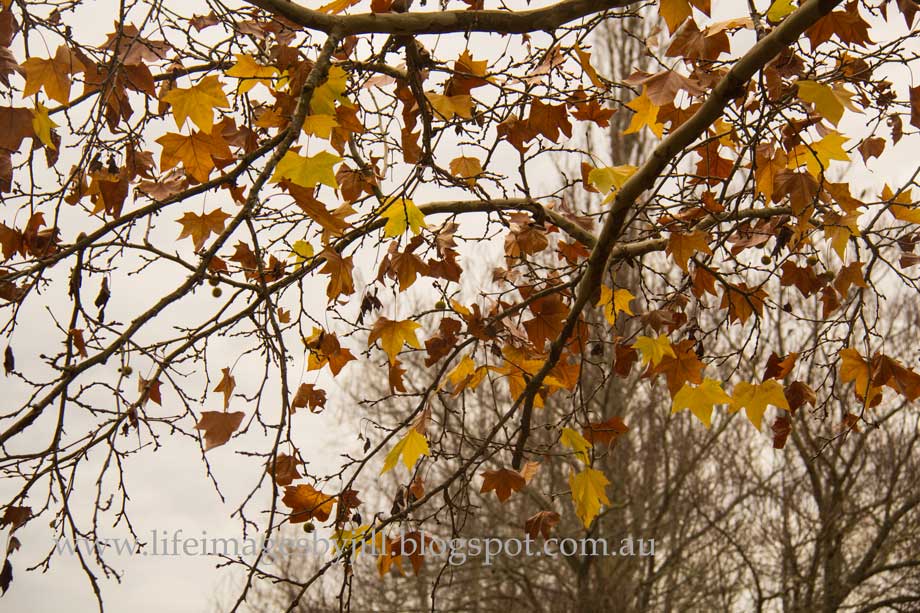 Life Images by Jill: Autumn in Western Australia, Golden Valley Tree ...