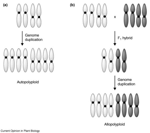 As Many Exceptions As Rules: An Evolutionary Ploy Employing Polyploidy