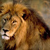 Animals: Lion