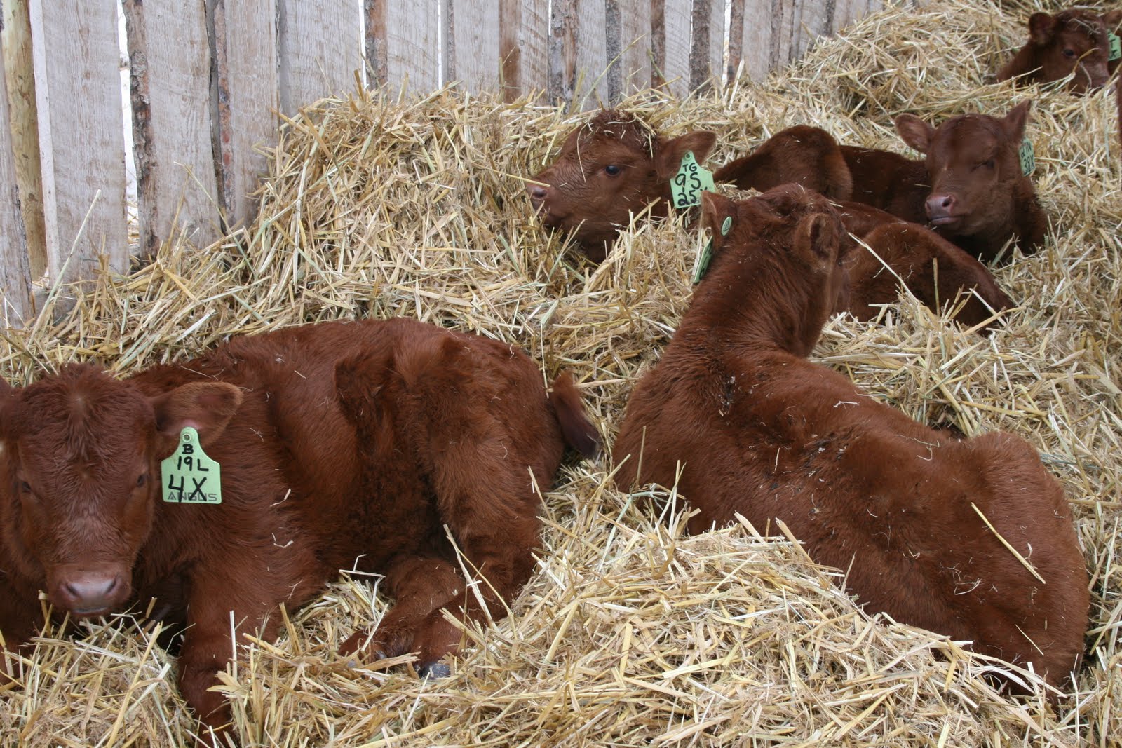 COWgirl country: Cow Detectives