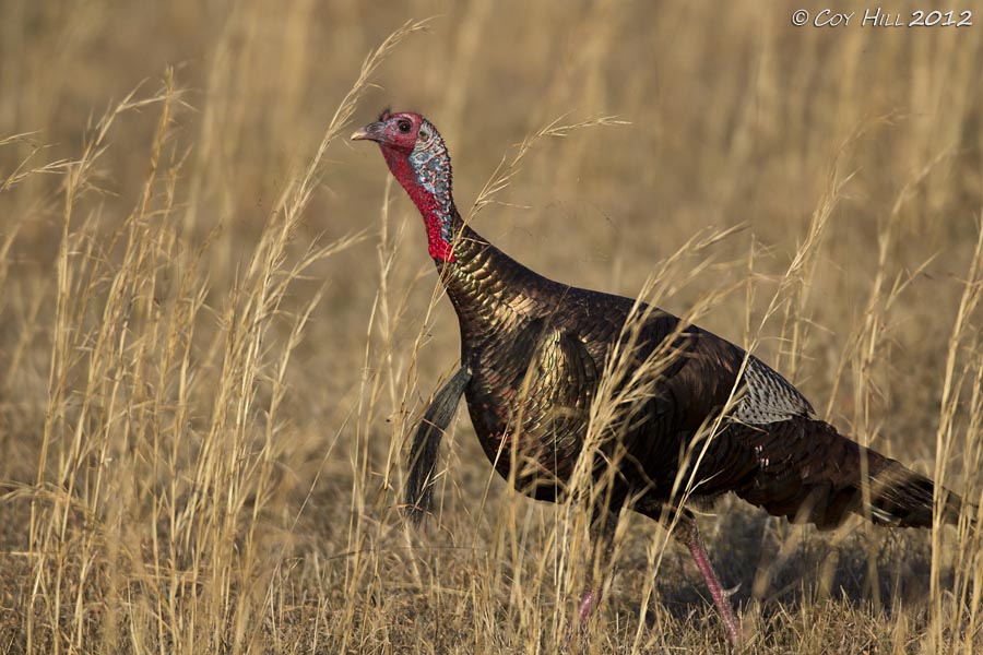 Country Captures: Eastern Wild Turkey Gobbler