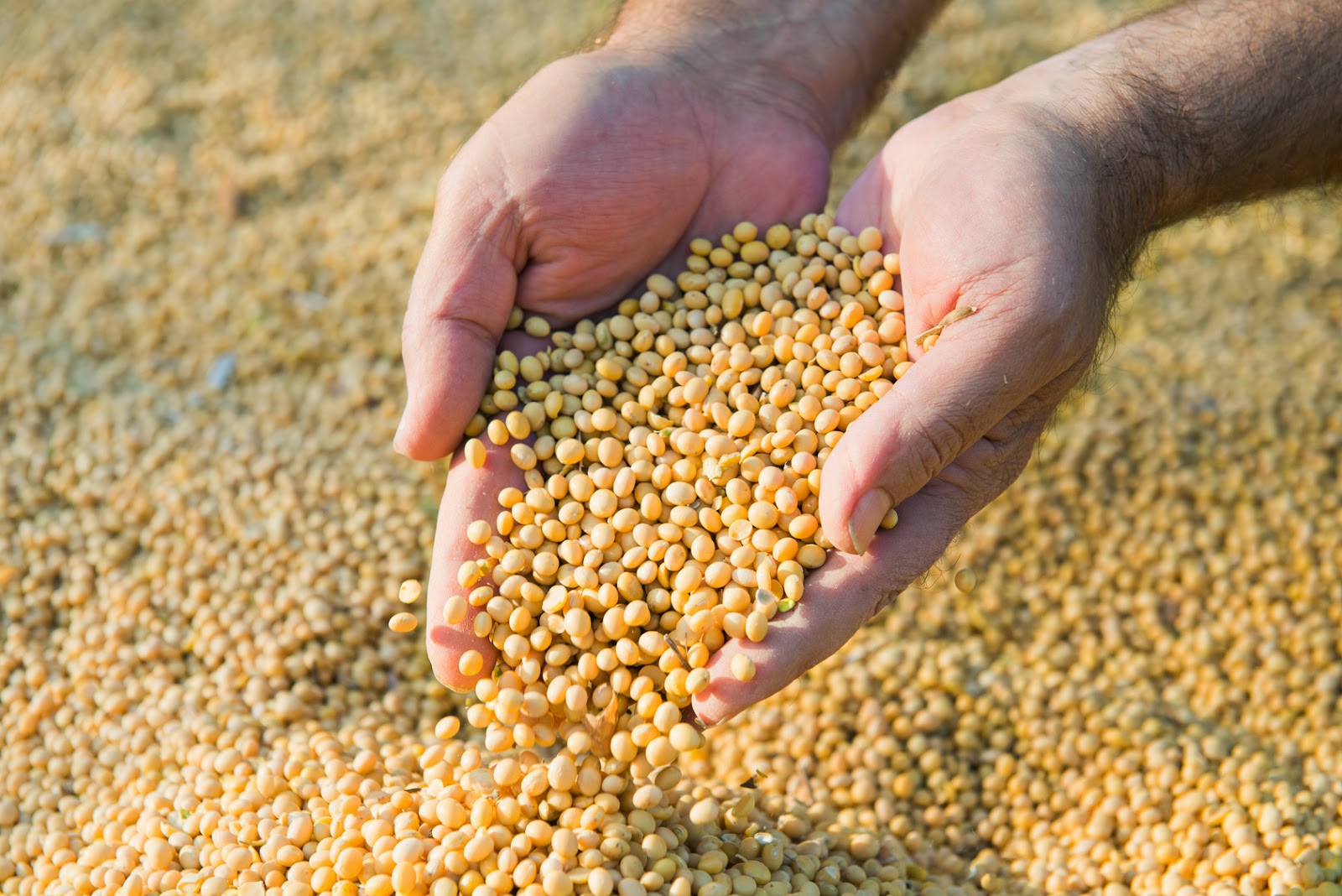 Ces doux moments: Du soja dans mes repas