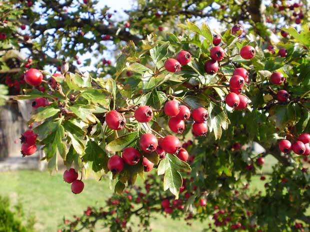 RIZNICA LEKOVITOG BILjA: PREŽIVLJAVANjE U PRIRODI (samonikle jestive ...