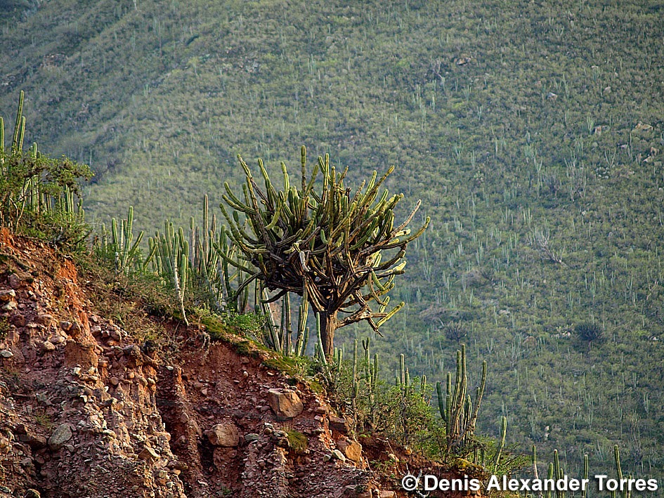 VISION TORRES - IMAGENES DE NUESTRO MUNDO: LOS VALLES SECOS DE MÉRIDA ...