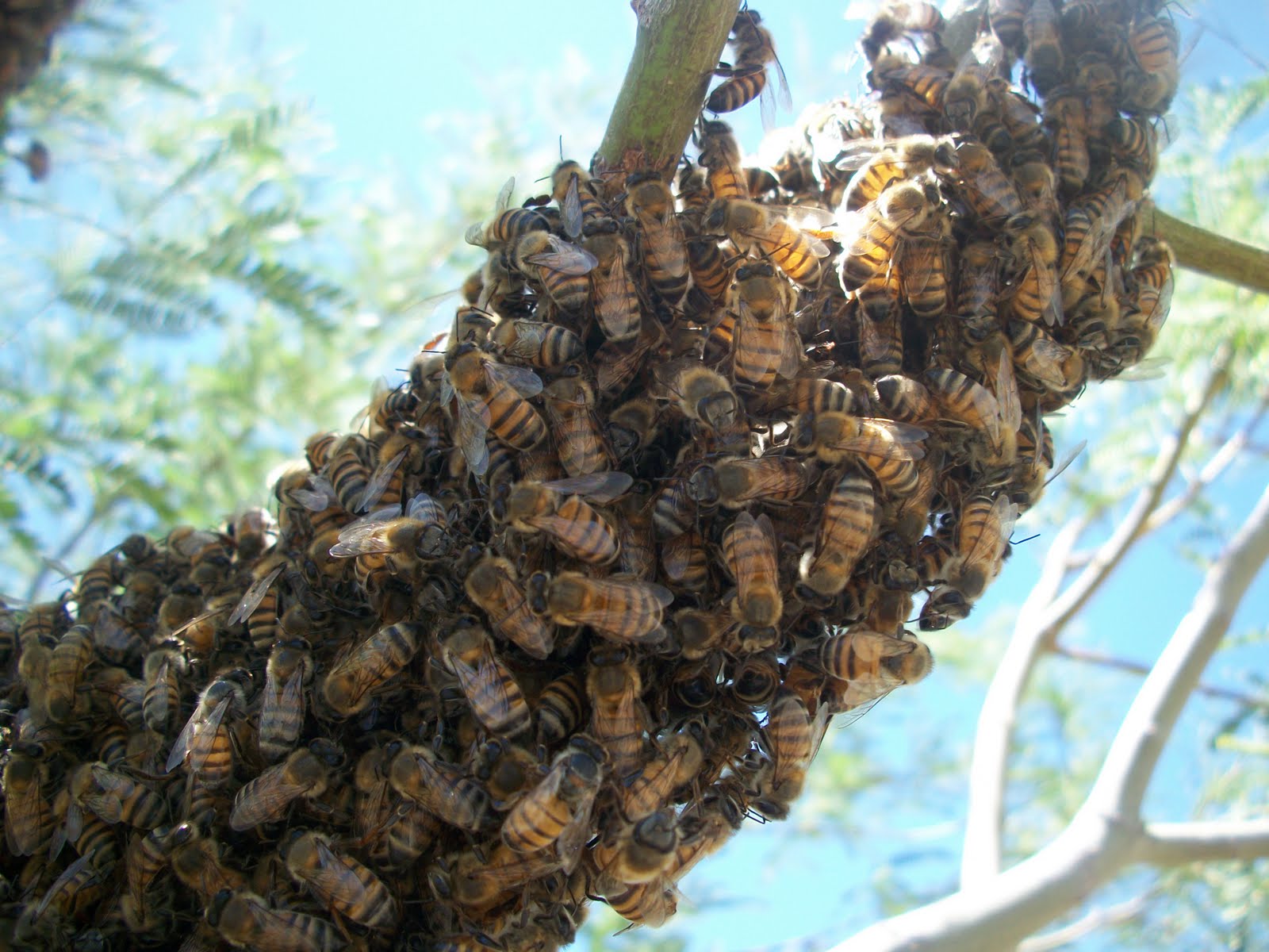 Arizona bees: Bees and Ground Squirrels