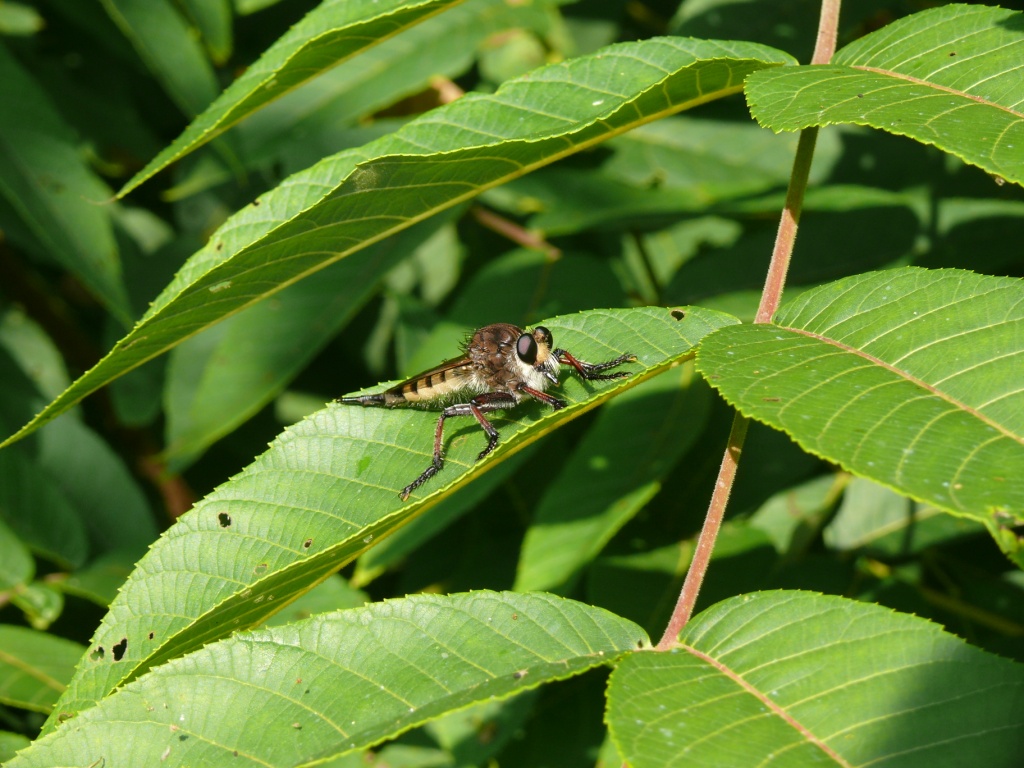 Ohio Birds and Biodiversity: Red-footed Cannibal Fly