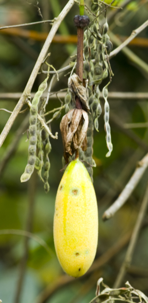 The 3 Foragers: Foraging for Wild, Natural, Organic Food: Wild Edibles ...