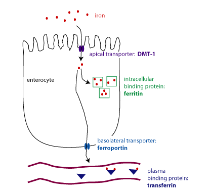 Med Notes: January 2012