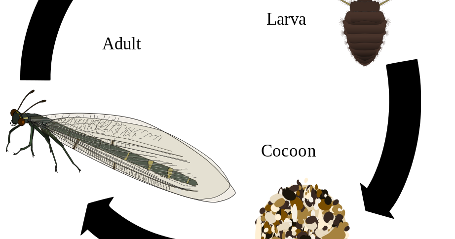 Antnappers: The True Antlion.