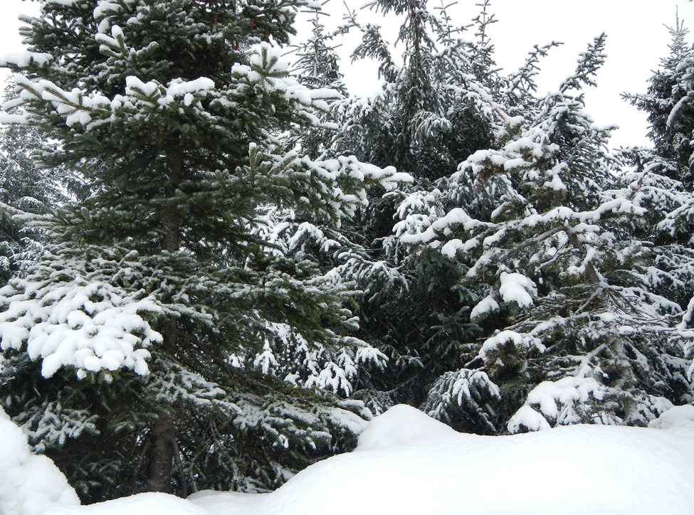 Observations of Girdwood, Climactic and Natural: Snow! Perfect snow ...