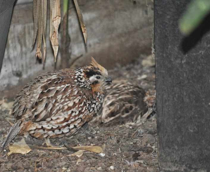 ZOOTOGRAFIANDO (6.100 ANIMALS): COLÍN CRESTADO / CRESTED BOBWHITE ...