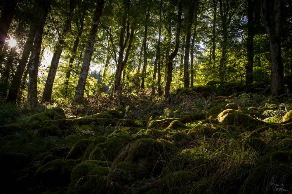 Le soleil monte et illumine la forêt de ravin