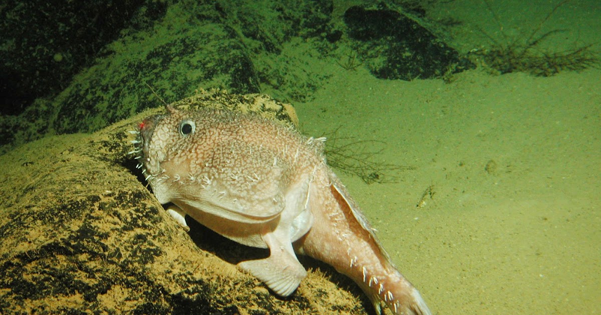 Los caminantes del fondo del océano - Lophiidae