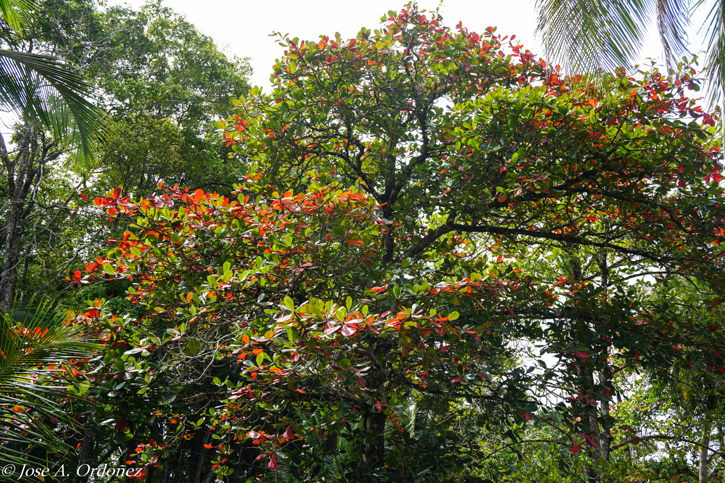 El Jardín de la Barrosa: Viajes recientes. El almendro de playa y el ...