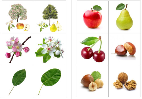 Crapouillotage: JEUX : Arbres fruitiers