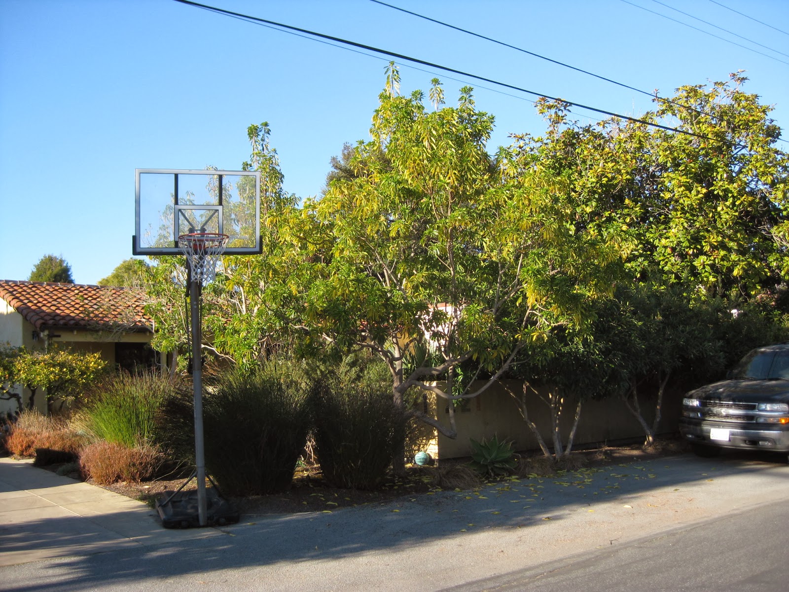 Trees of Santa Cruz County: Hymenopsorum flavum - Sweetshade