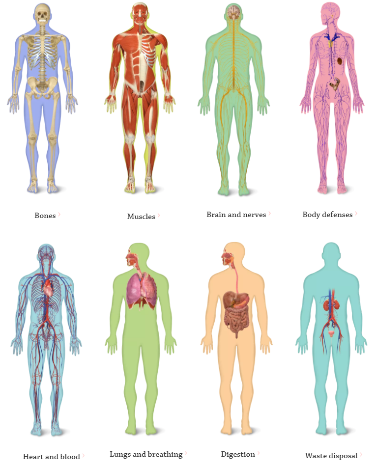 Div 03 Class Blog 2017-18: Science - Body Systems