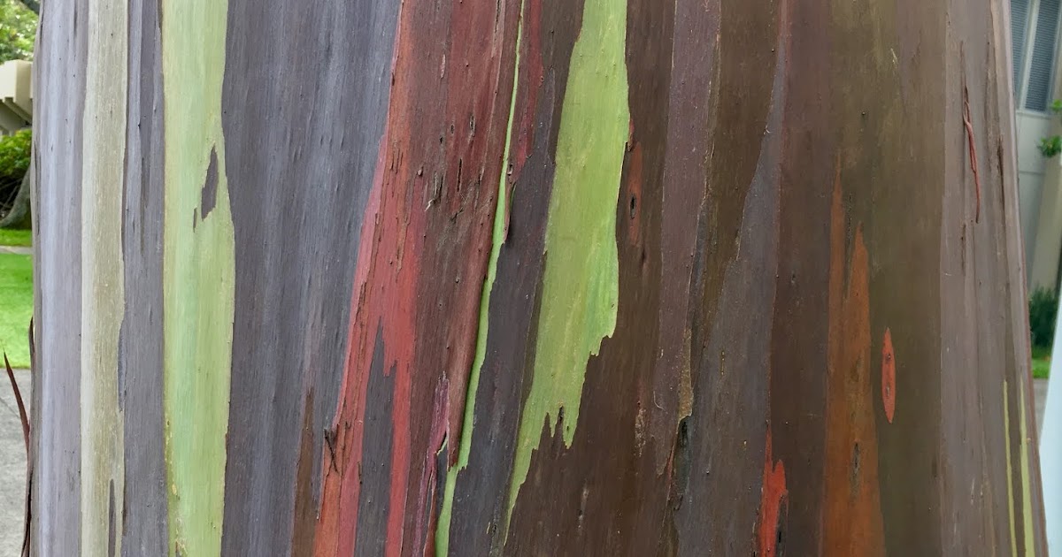 Eucalyptus deglupta (Mindanao Gum)