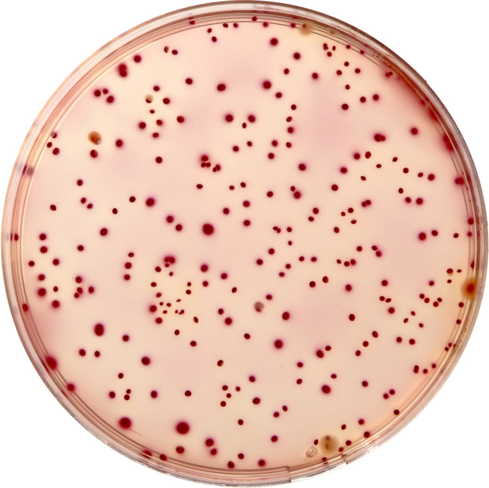 Microbiología | Microbiología y Bioanalismo