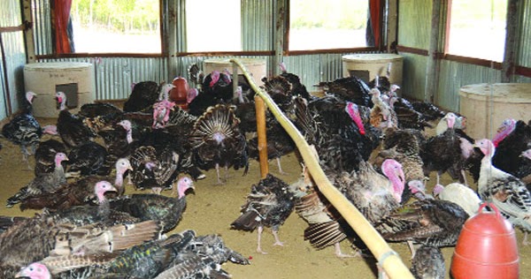 টার্কি মুরগির খামার ২০০ থেকে ১০০০ | Turkey chicken farm 200 to 1000 ...