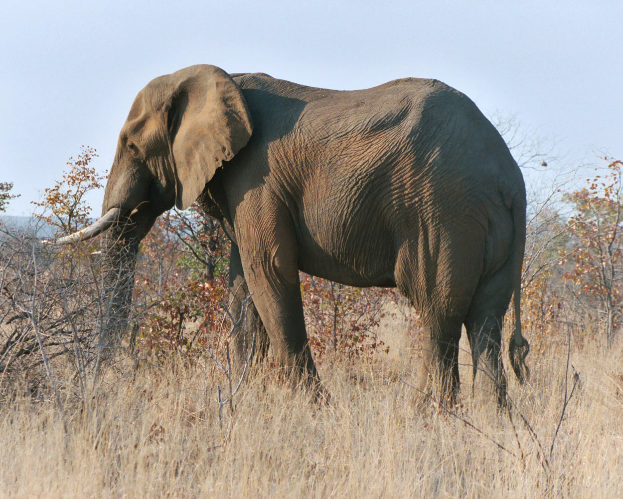 Perfume Project NW: A HERD OF ELEPHANTS IN THE ROOM