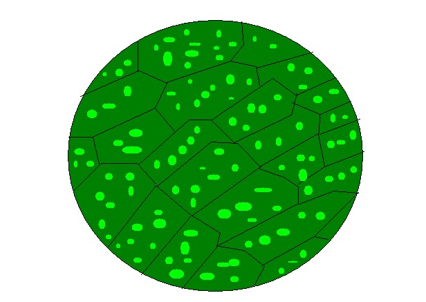 BioIII Dulce Ma. Pérez: Práctica 10: Observación de cloroplastos en ...