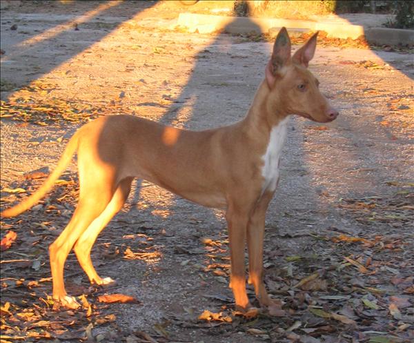 caza con perro: el podenco andaluz