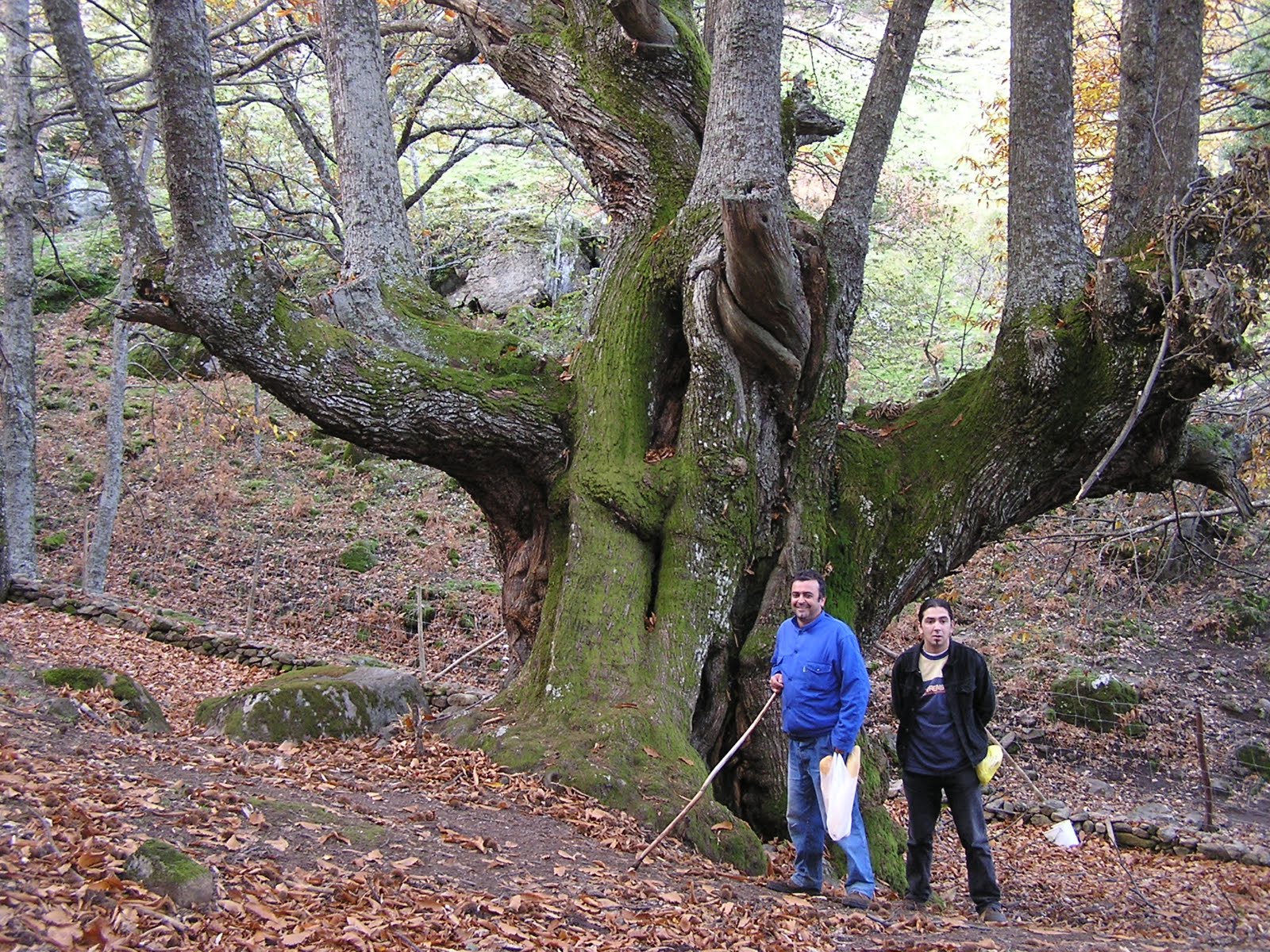 El Rinche de Berry : Flora