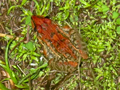 Serpent Research: Aripo Savanna & its Herpetofauna