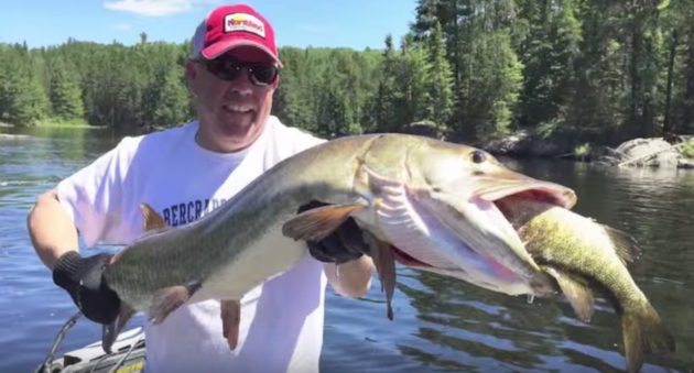 International Fishing News: VIDEO: Muskie Chomps Smallmouth Bass at ...