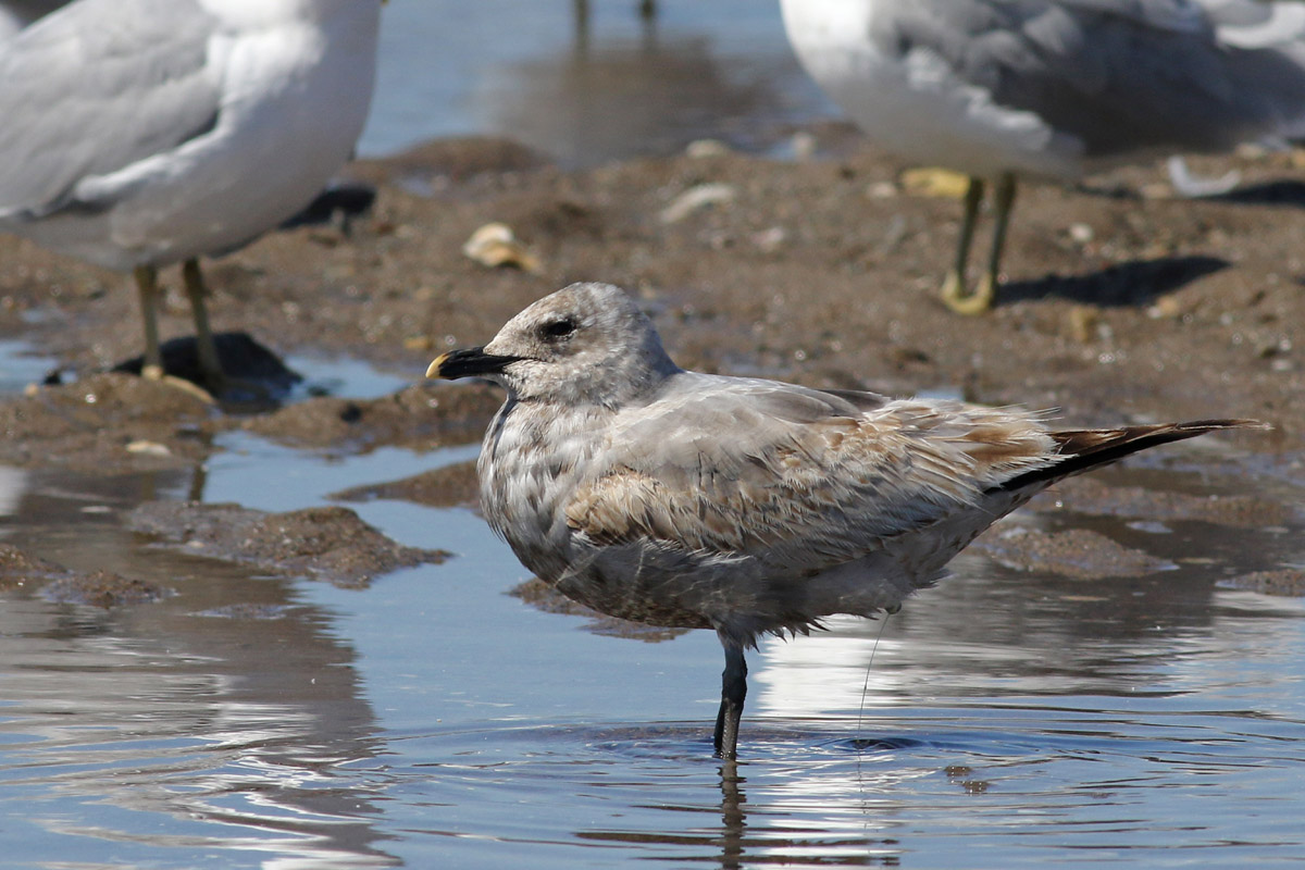 A Fun Flock of Gulls