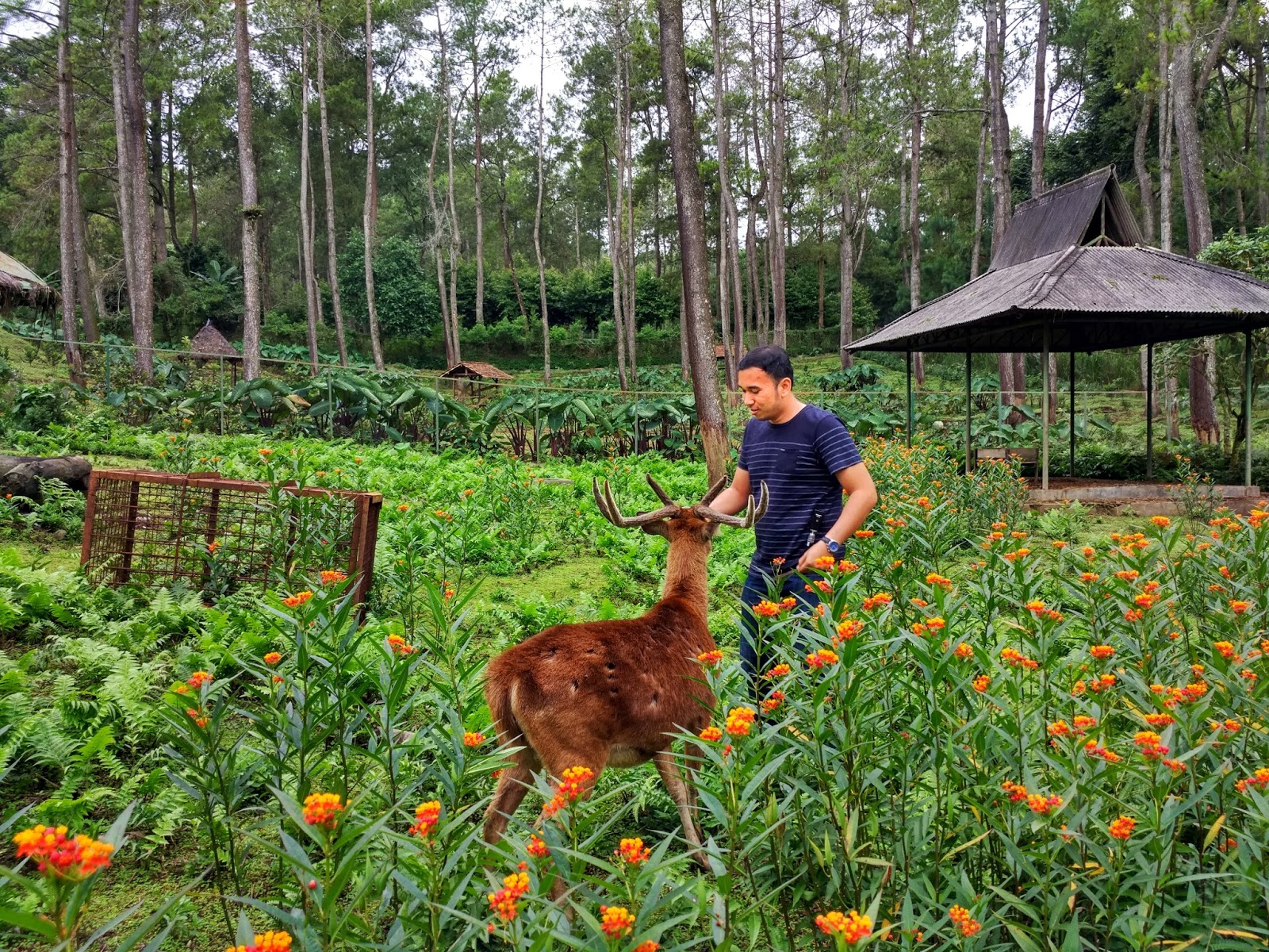 One Day Explore, Alun Alun Kota Batu - Taman Rusa Pujon - Labirin Coban ...