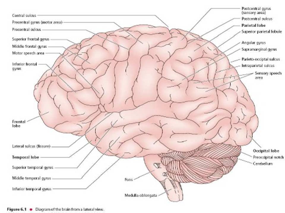 Nyeri Kepala (Sefalgia) - Kompasiana.com