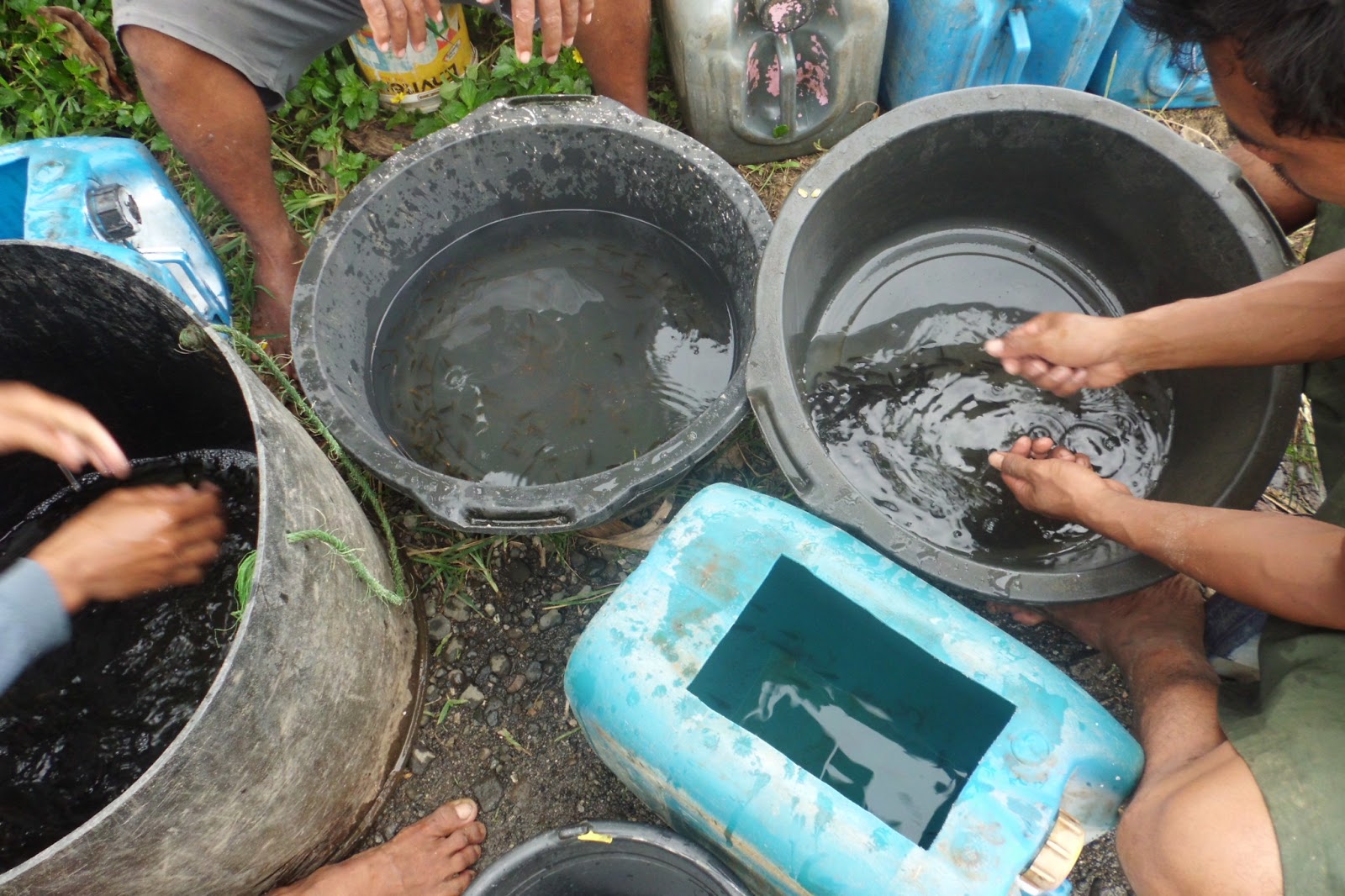 Jual Bibit/benih lele sangkuriang x phyton dan benih Ikan Air Tawar ...